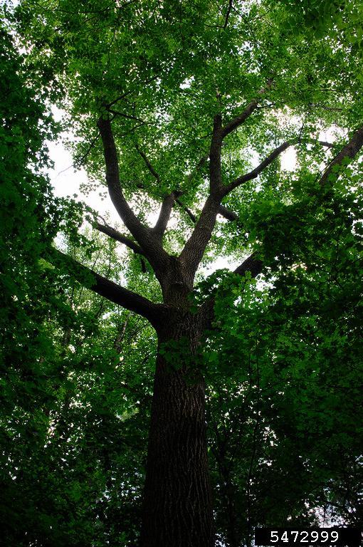 yellow-poplar (Liriodendron tulipifera)