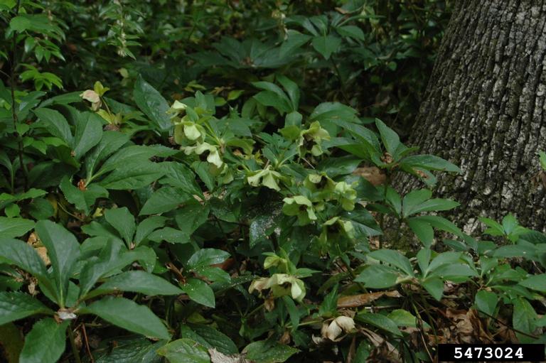 hellebore (Genus Helleborus)