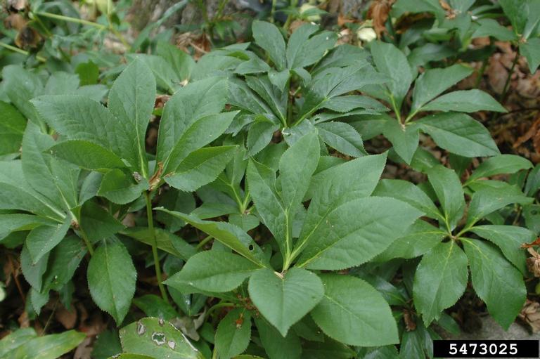 hellebore (Genus Helleborus)