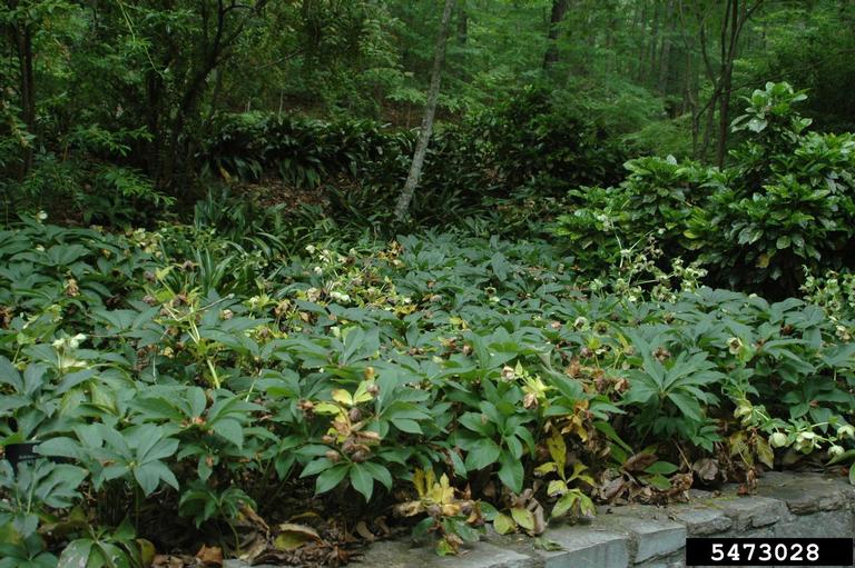 hellebore (Genus Helleborus)