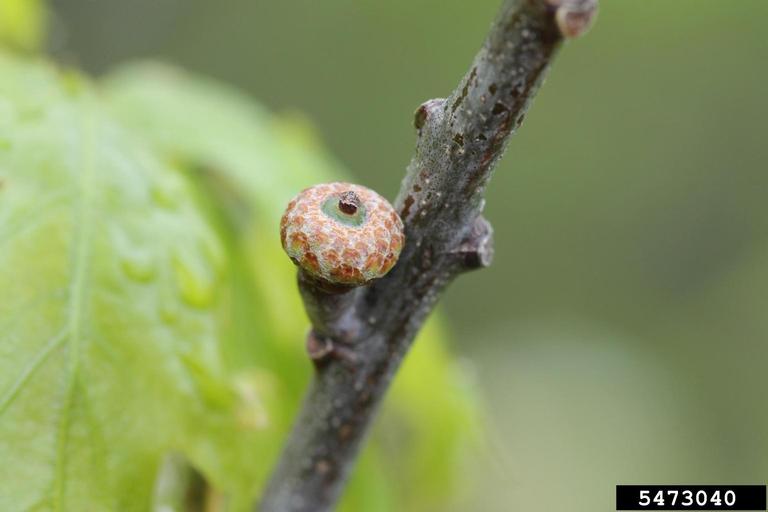 northern red oak (Quercus rubra L.)