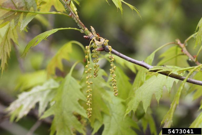 northern red oak (Quercus rubra L.)