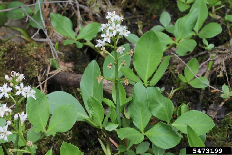 buckbean, Menyanthes trifoliata (Solanales: Menyanthaceae) - 5473199