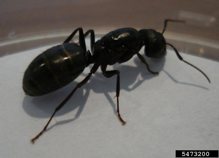 black carpenter ant (Camponotus pennsylvanicus (De Geer))