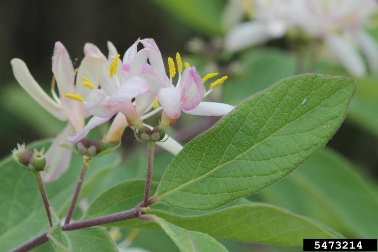 showy fly honeysuckle, Bell's honeysuckle (Lonicera x bella Zabel ...