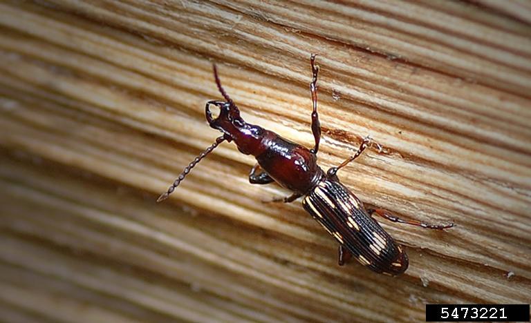 oak timberworm (Arrenodes minutus (Drury, 1770))