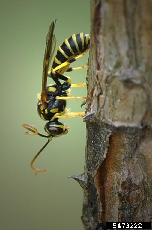 Ichneumonid parasitoid wasps (Exenterus canadensis Provancher, 1883)