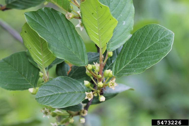 glossy buckthorn (Frangula alnus Mill.)