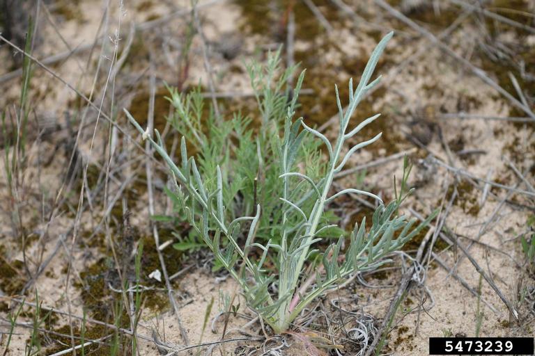 sand dune thistle (Cirsium pitcheri (Torr. ex Eaton) Torr. & A. Gray)