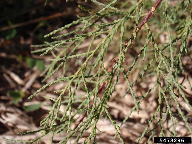 Canary Island tamarisk (Tamarix canariensis)
