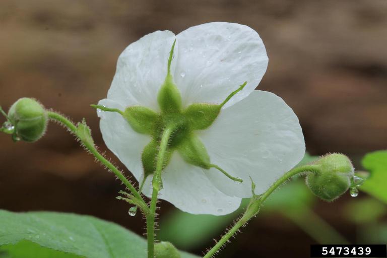 western thimbleberry (Rubus parviflorus Nutt.)