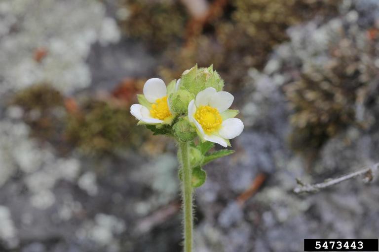 white cinquefoil (Potentilla arguta Pursh)