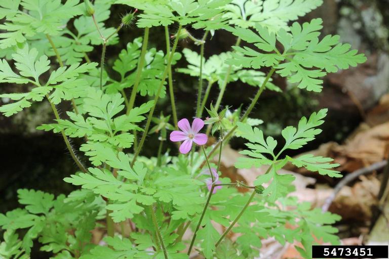herb-robert (Geranium robertianum)