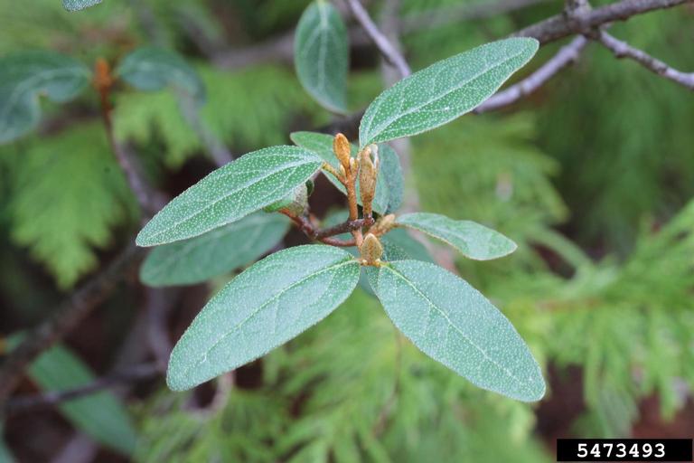 russet buffaloberry (Shepherdia canadensis (L.) Nutt.)