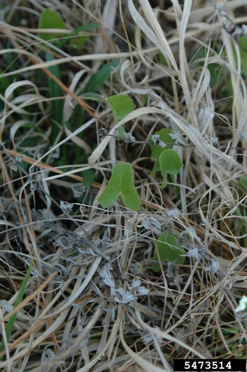 erect centella (Centella erecta)