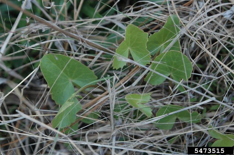 erect centella (Centella erecta)
