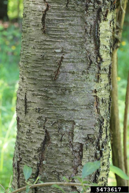 cherry birch (Betula lenta L.)