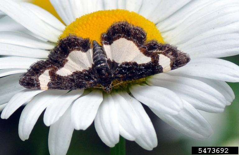 common spring moth (Heliomata cycladata)