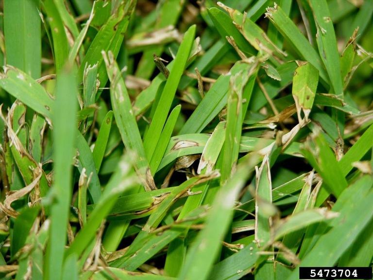 Pyricularia grisea Sacc.