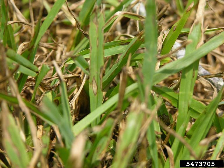 Magnaporthe grisea (T.T. Hebert) M.E. Barr (Teleomorph for Pyricularia ...