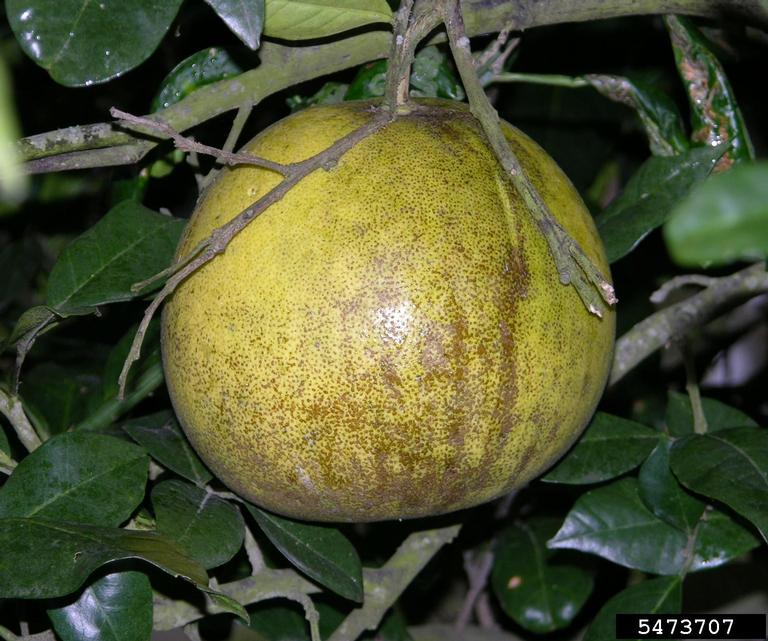 melanose (Diaporthe citri)