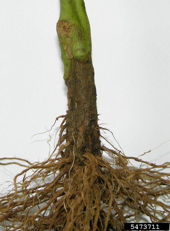 Southern bacterial wilt (Ralstonia solanacearum (except Race 3 Biovar 2 ...