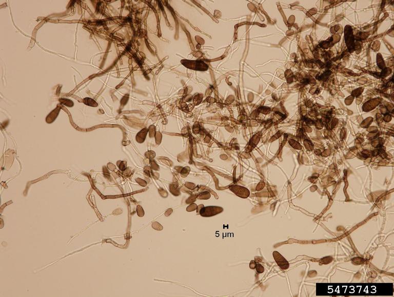 Cochliobolus leaf spot (Bipolaris sorokiniana ) on Potato dextrose agar ...