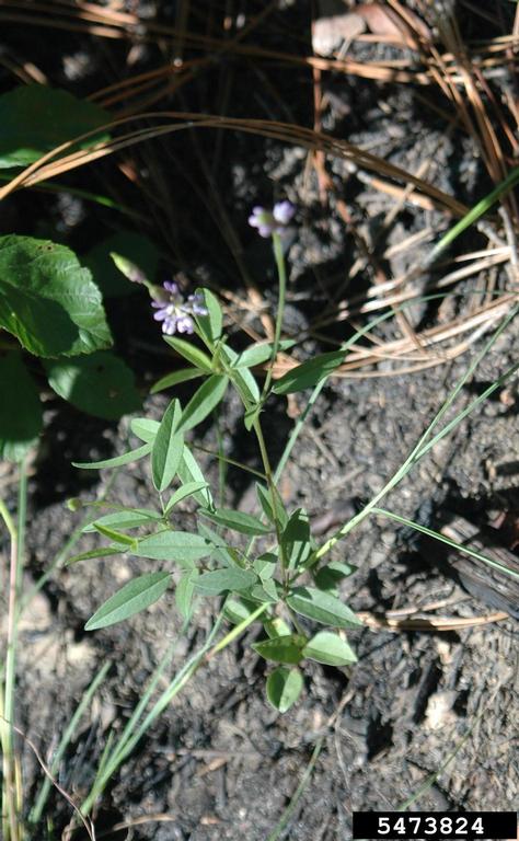 Sampson's snakeroot (Orbexilum pedunculatum)