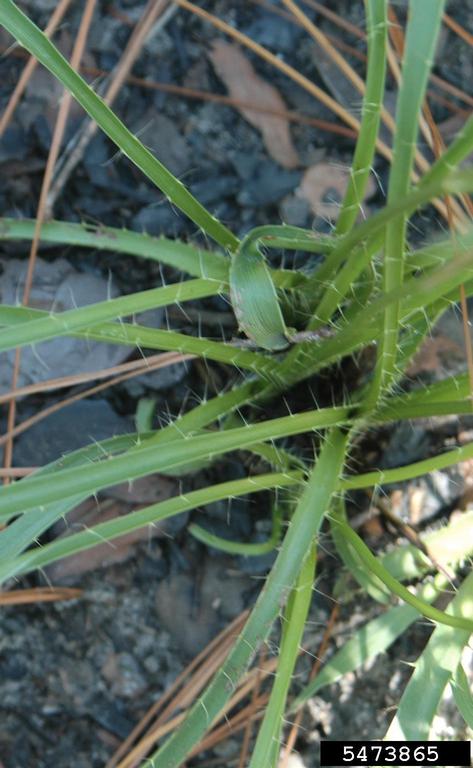button snakeroot (Eryngium yuccifolium Michx.)