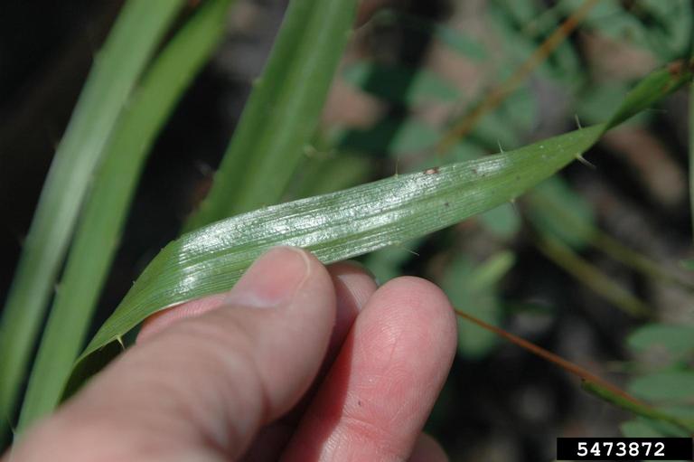 button snakeroot (Eryngium yuccifolium)