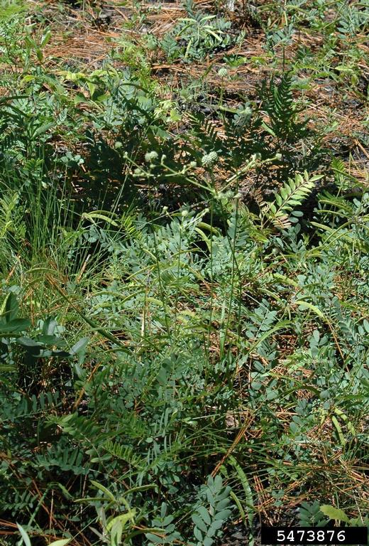 button snakeroot (Eryngium yuccifolium)