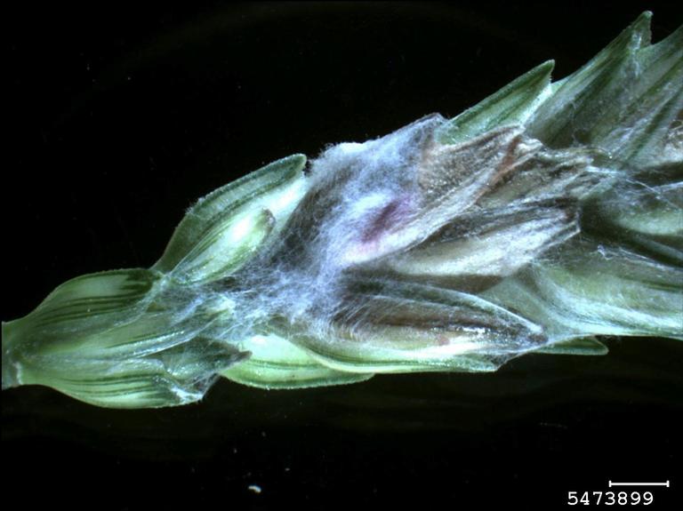 Fusarium graminearum