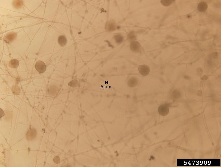 Phytophthora blight (Phytophthora capsici)