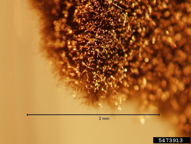 Cochliobolus leaf spot (Bipolaris sorokiniana)