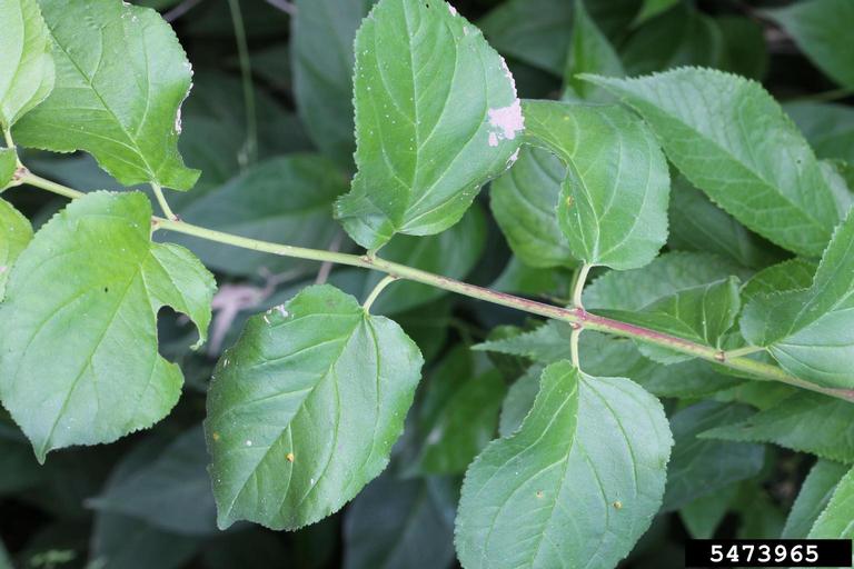 common buckthorn, European buckthorn (Rhamnus cathartica L.)