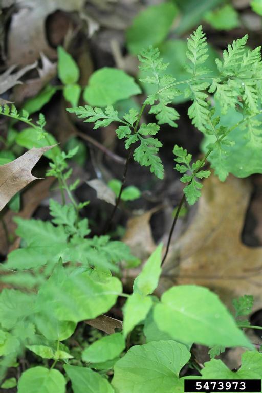 upland brittle bladderfern (Cystopteris tenuis (Michx.) Desv.)