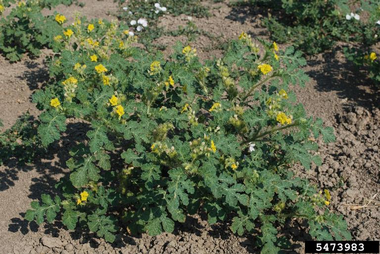 buffalobur (Solanum rostratum)
