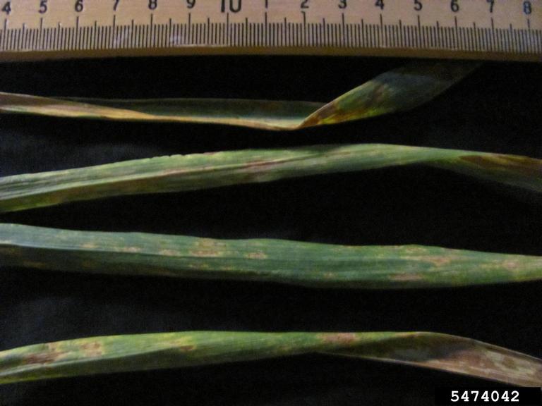 Septoria leaf spot of wheat (Septoria tritici)