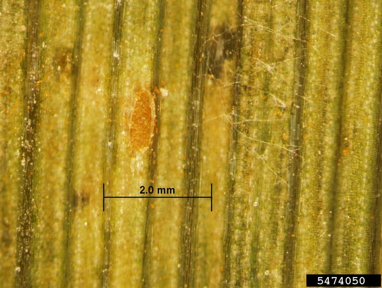wheat stem rust (Puccinia graminis)