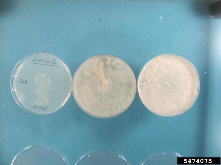 gray mold (Botrytis cinerea Pers.:Fr)