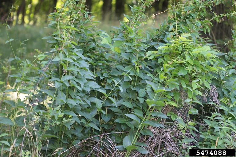 dog-strangling vine, European swallowwort, pale swallow-wort ...