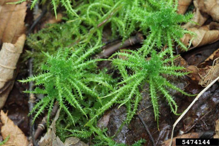 Sphagnales - Alchetron, The Free Social Encyclopedia