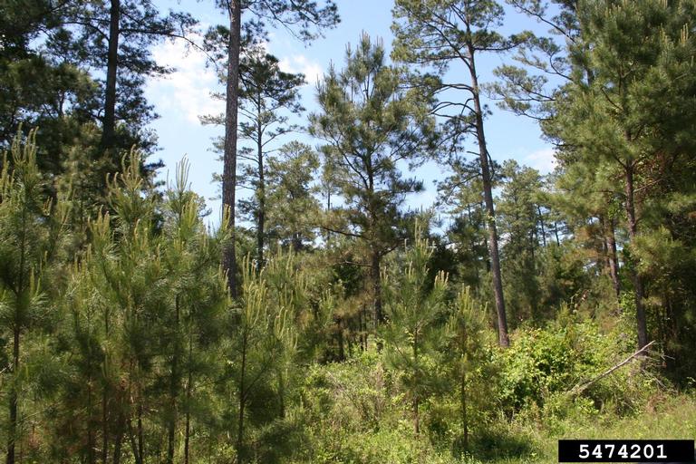 pine (Genus Pinus L.)