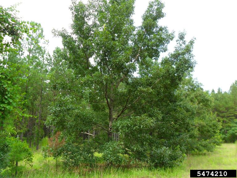 sawtooth oak (Quercus acutissima)