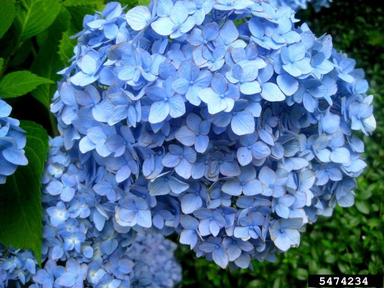 hydrangea (Genus Hydrangea)