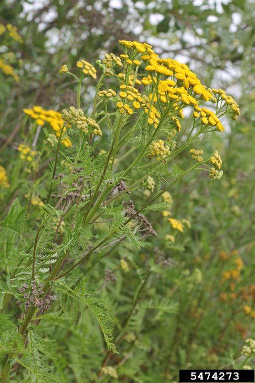 common tansy (Tanacetum vulgare L.)
