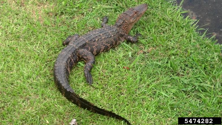 American alligator, Alligator mississippiensis (Crocodilia: Alligatoridae) - 5474282
