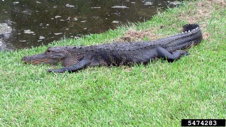 American alligator (Alligator mississippiensis Daudin)