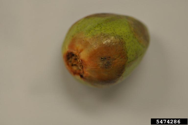 Java black rot (Lasiodiplodia theobromae (Pat.) Griffon & Maubl.)