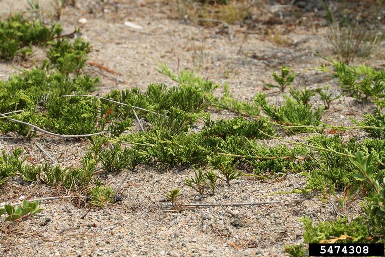 creeping juniper (Juniperus horizontalis)
